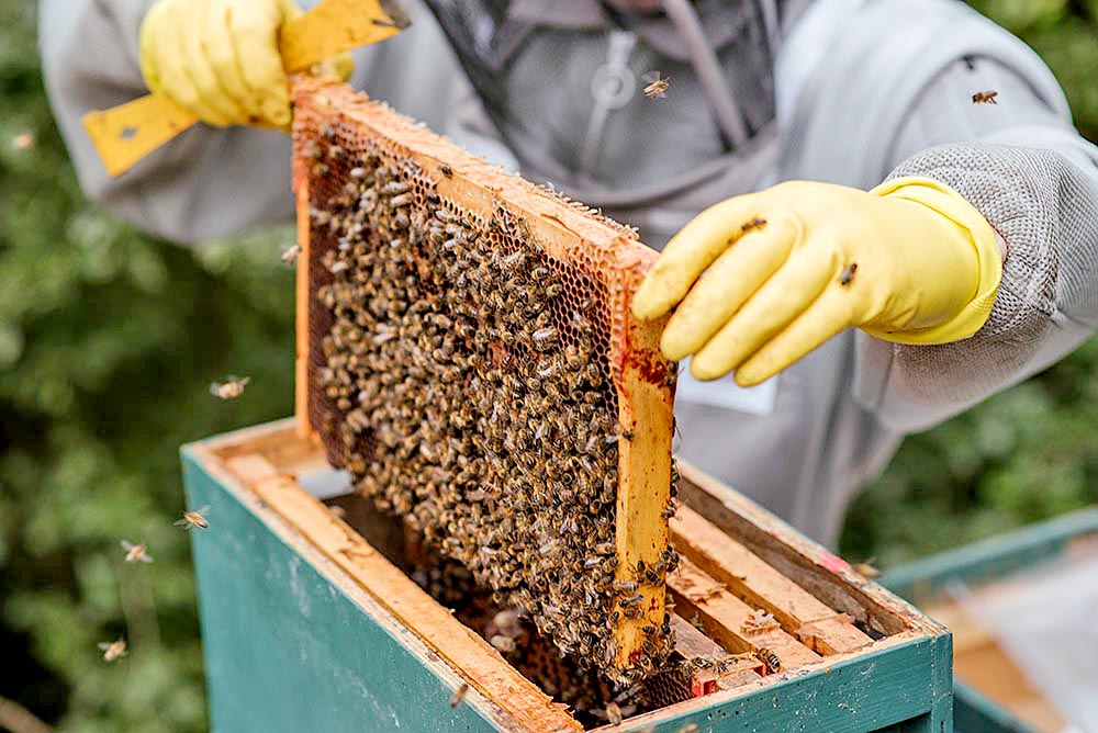 Como Construyen Las Abejas Su Panal - XIli Como Construyen Las Abejas Su Panal - XIli